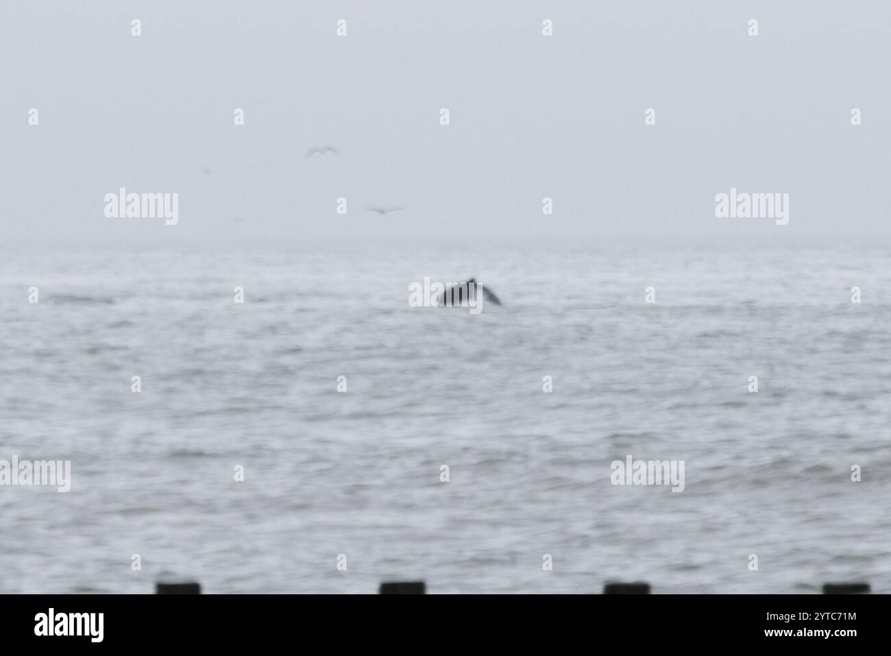 Oceanic Dolphins and Porpoises (Delphinoidea Stock Photo - Alamy