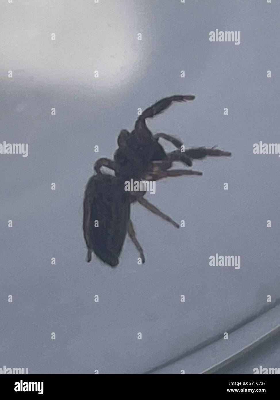 Four-lined Slender Jumping Spider (Marpissa lineata Stock Photo - Alamy