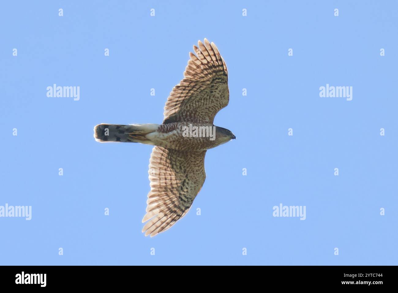Cooper's Hawk (Astur cooperii Stock Photo - Alamy