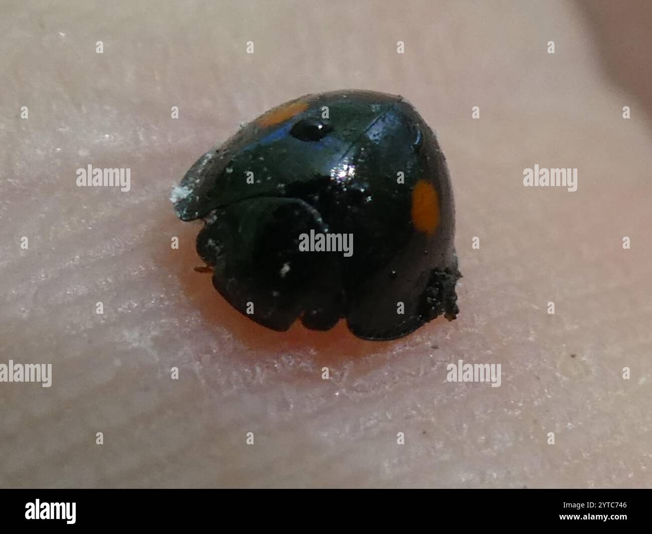 Twice-stabbed Lady Beetle (Chilocorus stigma Stock Photo - Alamy