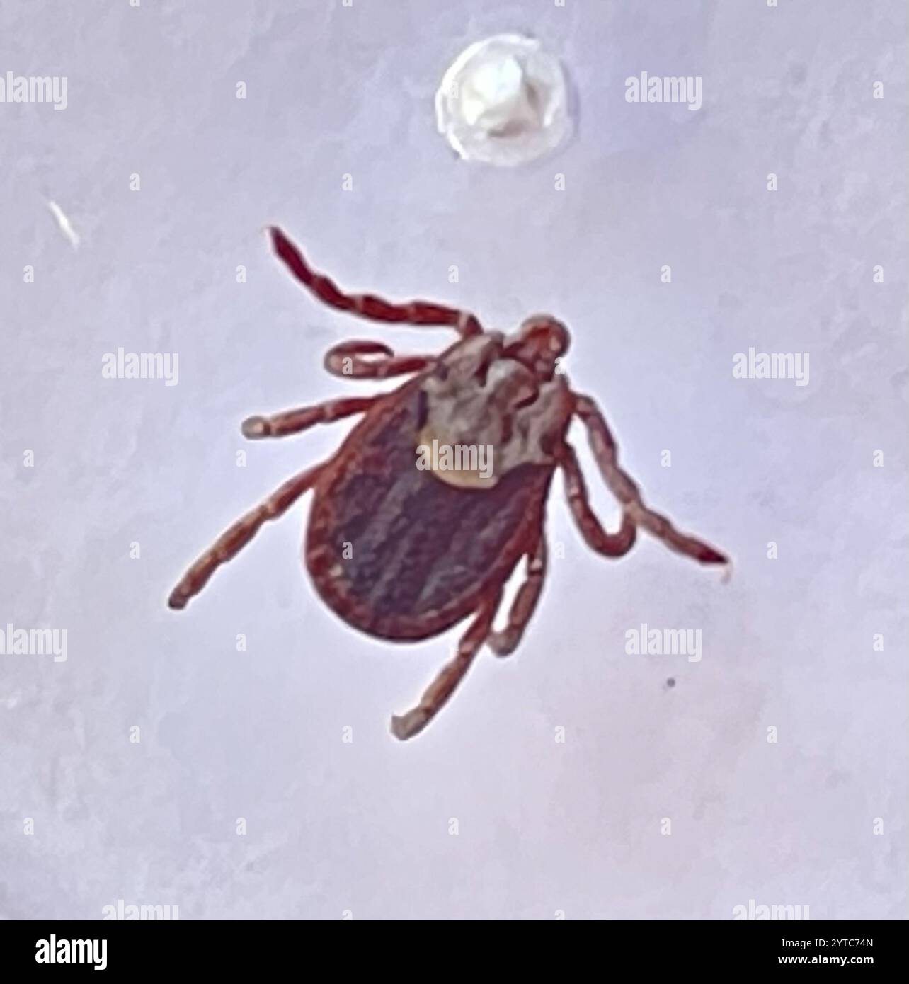 Pacific Coast Tick (Dermacentor occidentalis Stock Photo - Alamy