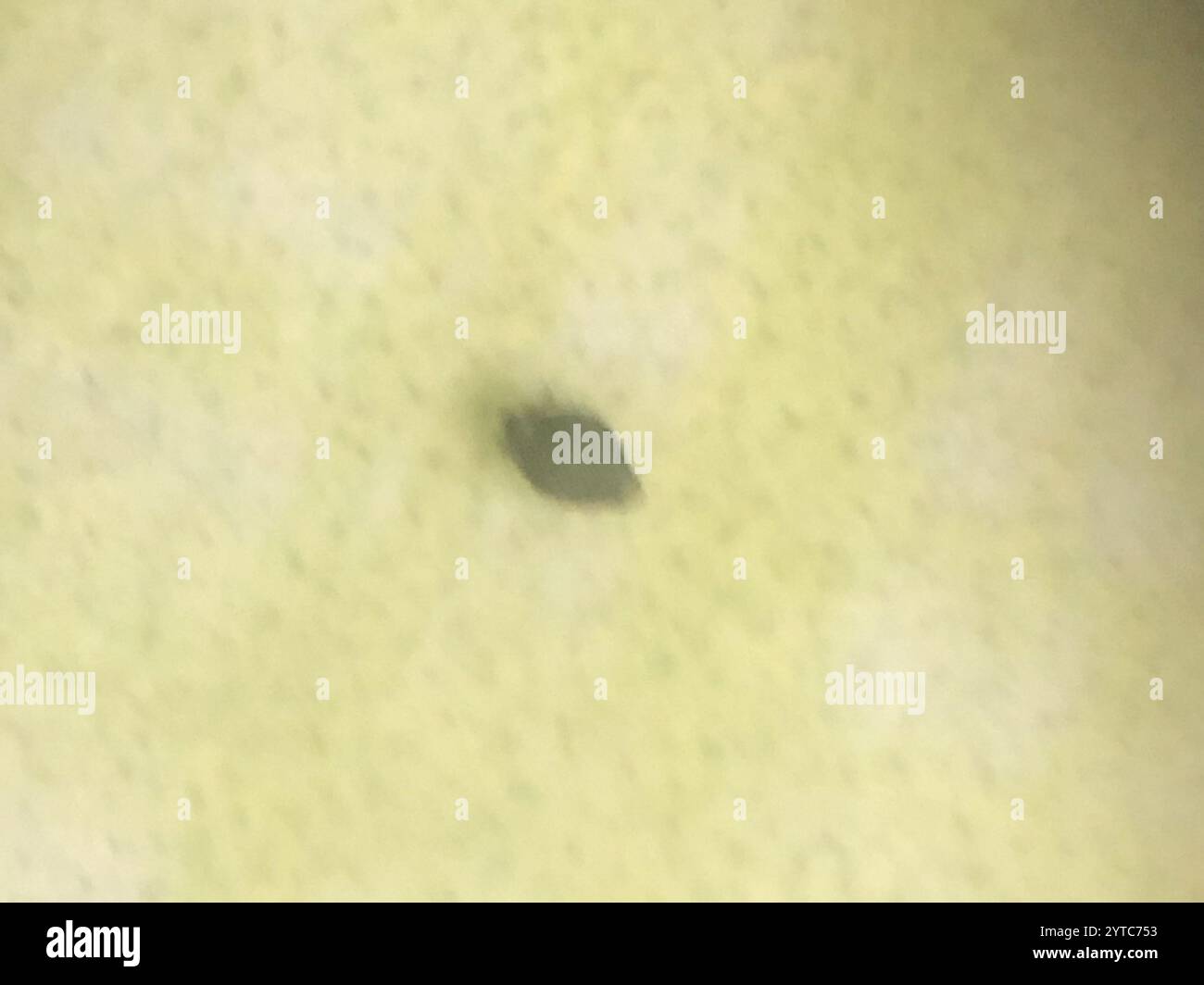 slender spike rush (Eleocharis tenuis verrucosa Stock Photo - Alamy