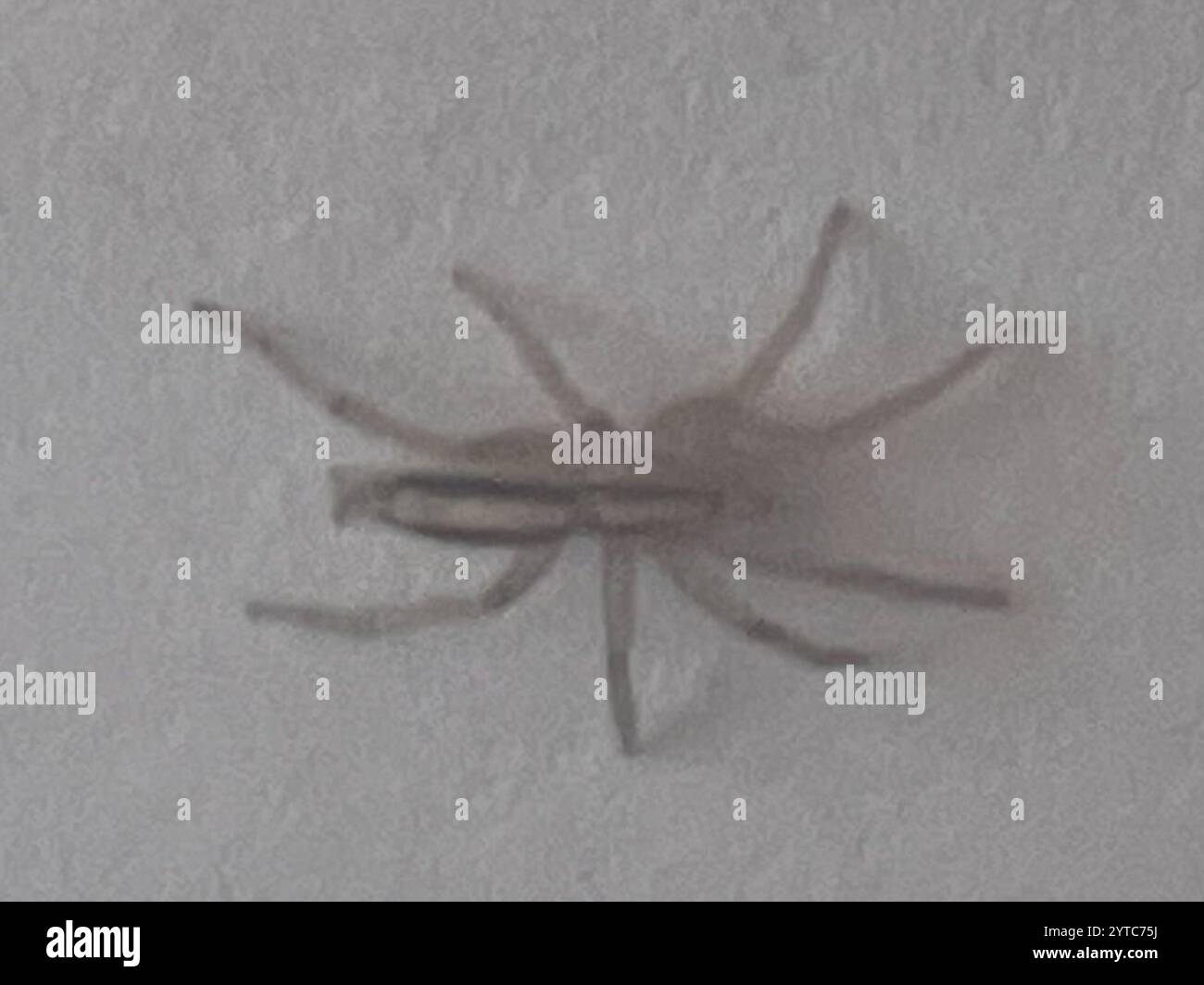 Two-lined Stealthy Ground Spider (Cesonia bilineata Stock Photo - Alamy