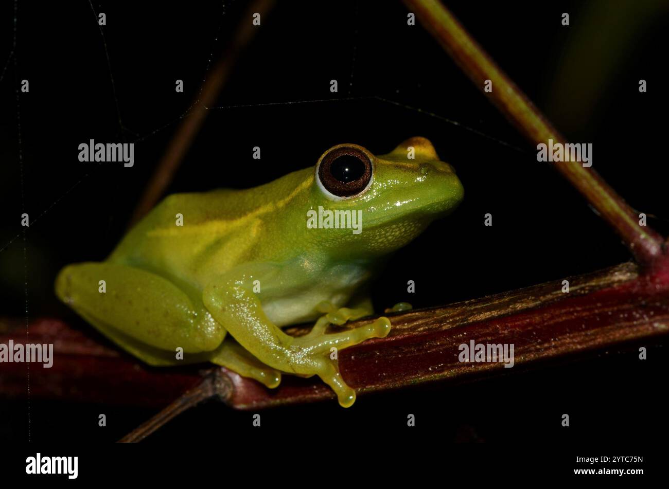 argus reed frog (Hyperolius argus Stock Photo - Alamy
