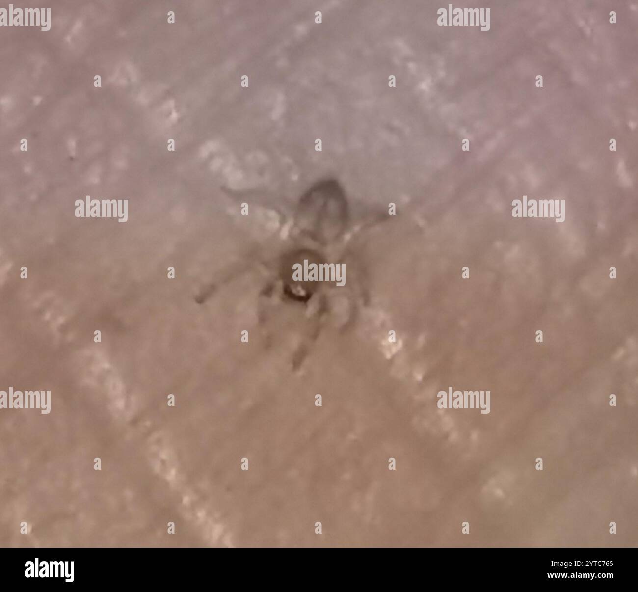 Leafcurling Sac Spiders (Clubiona Stock Photo - Alamy