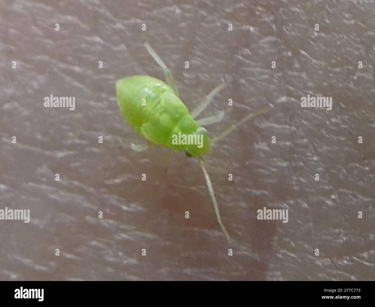 True Bugs (Heteroptera Stock Photo - Alamy