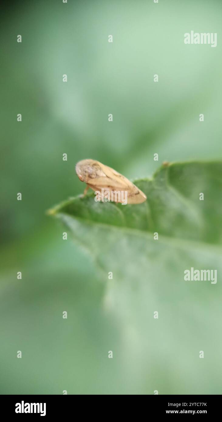 True Spittlebugs (Aphrophoridae Stock Photo - Alamy