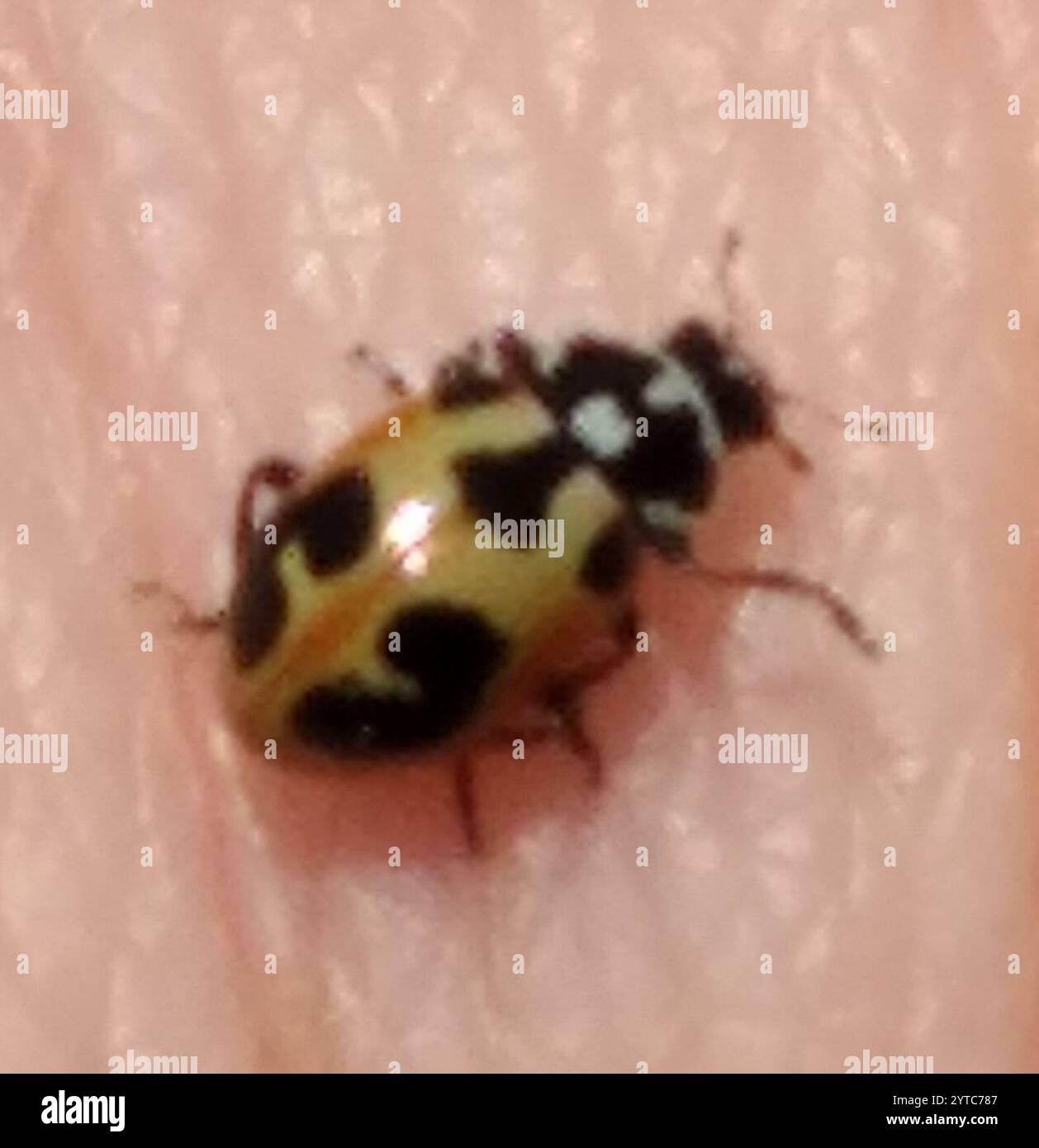 Parenthesis Lady Beetle (Hippodamia parenthesis Stock Photo - Alamy