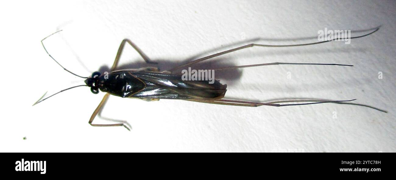 Limnogonus hi-res stock photography and images - Alamy