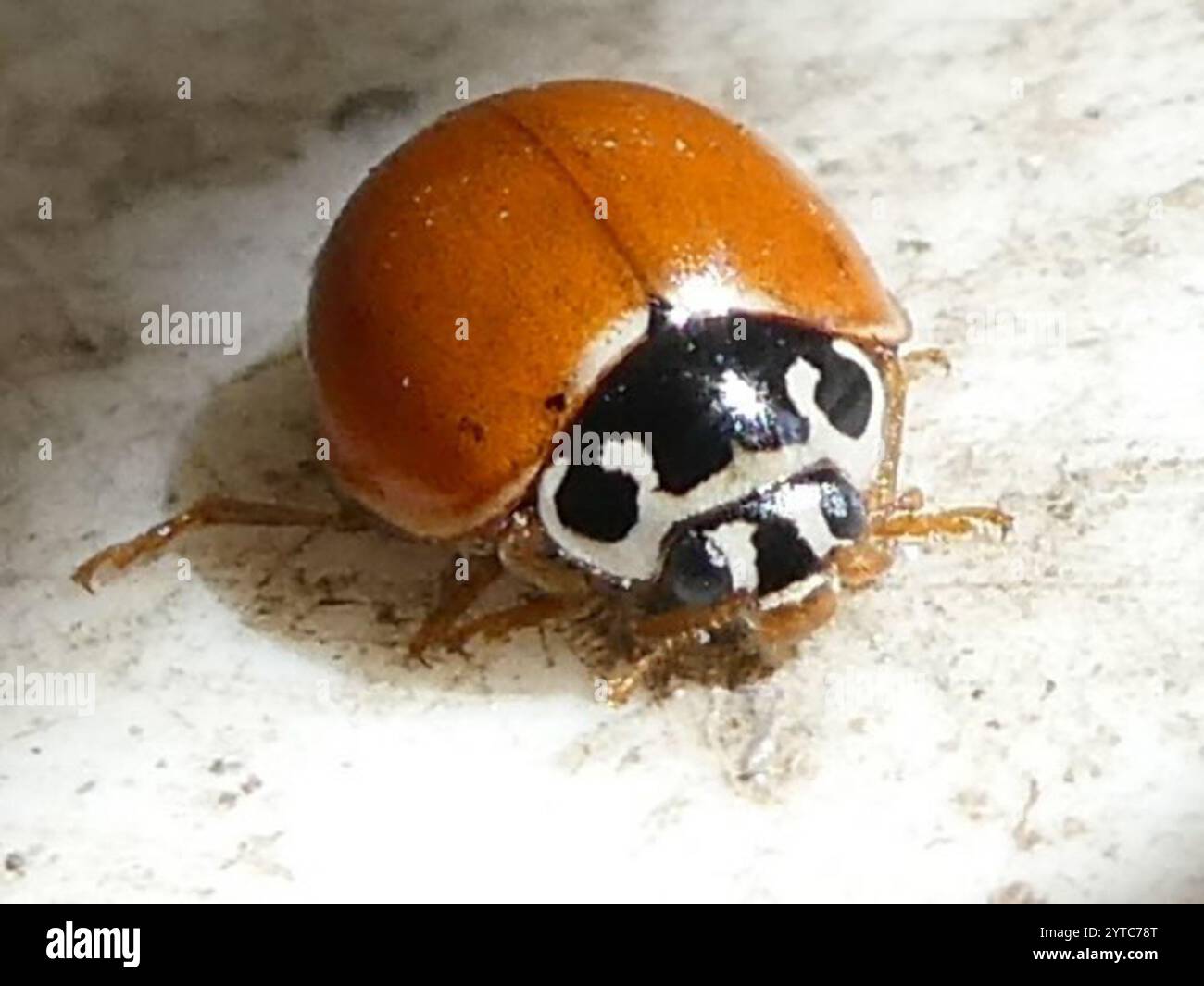 Polished Lady Beetle (Cycloneda munda Stock Photo - Alamy