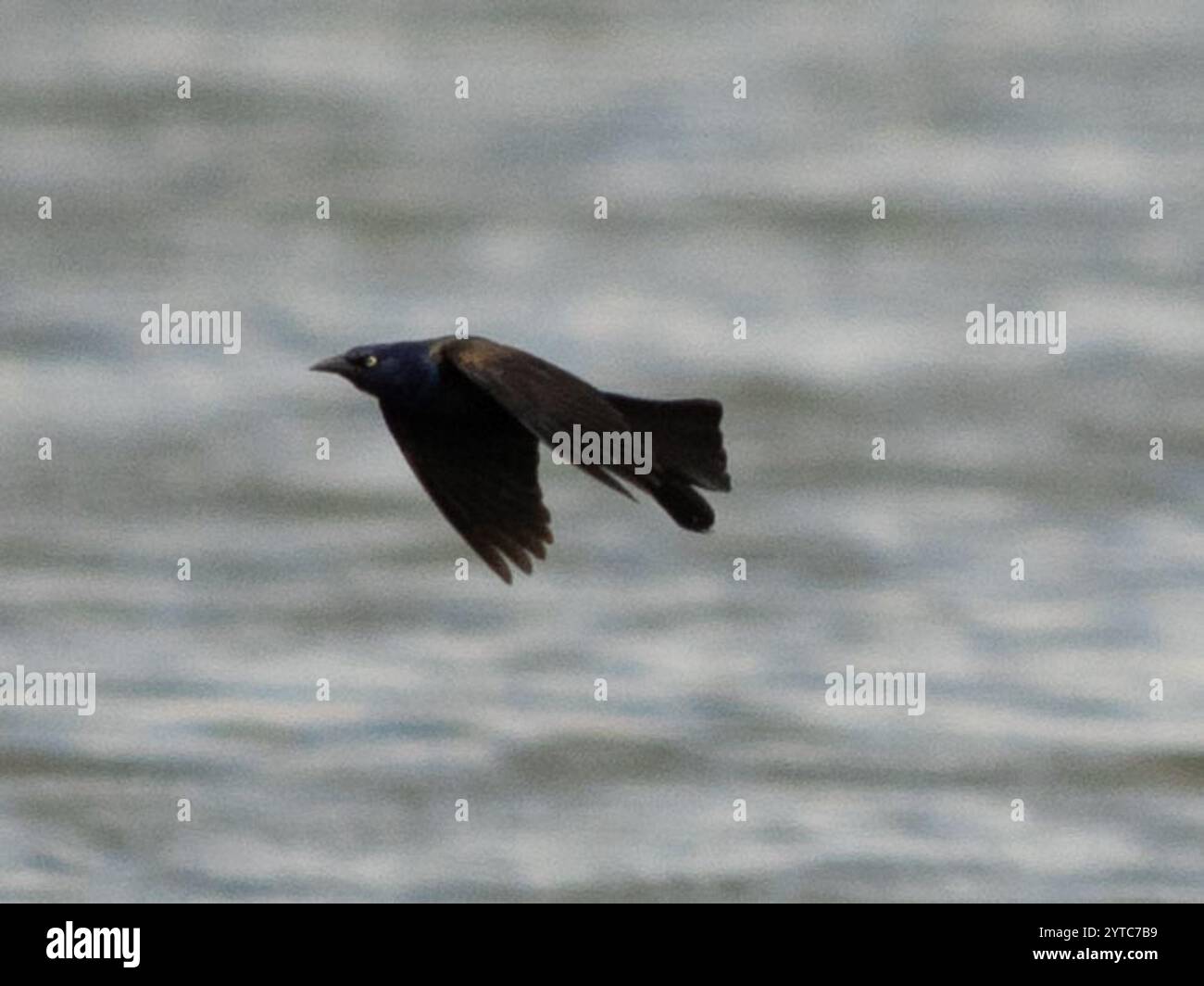 Common Grackle (Quiscalus quiscula Stock Photo - Alamy
