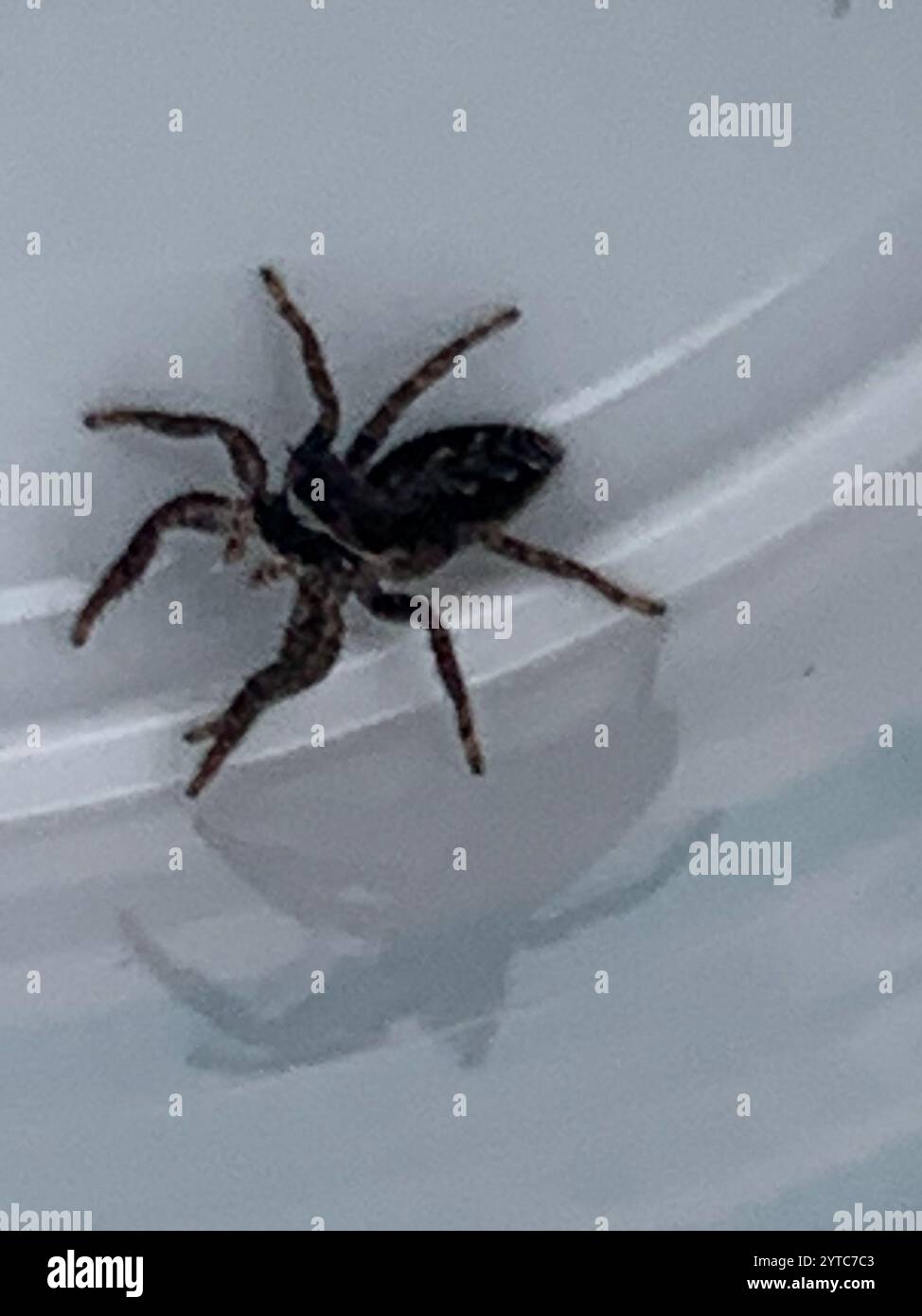 California Flattened Jumping Spider (Platycryptus californicus Stock ...