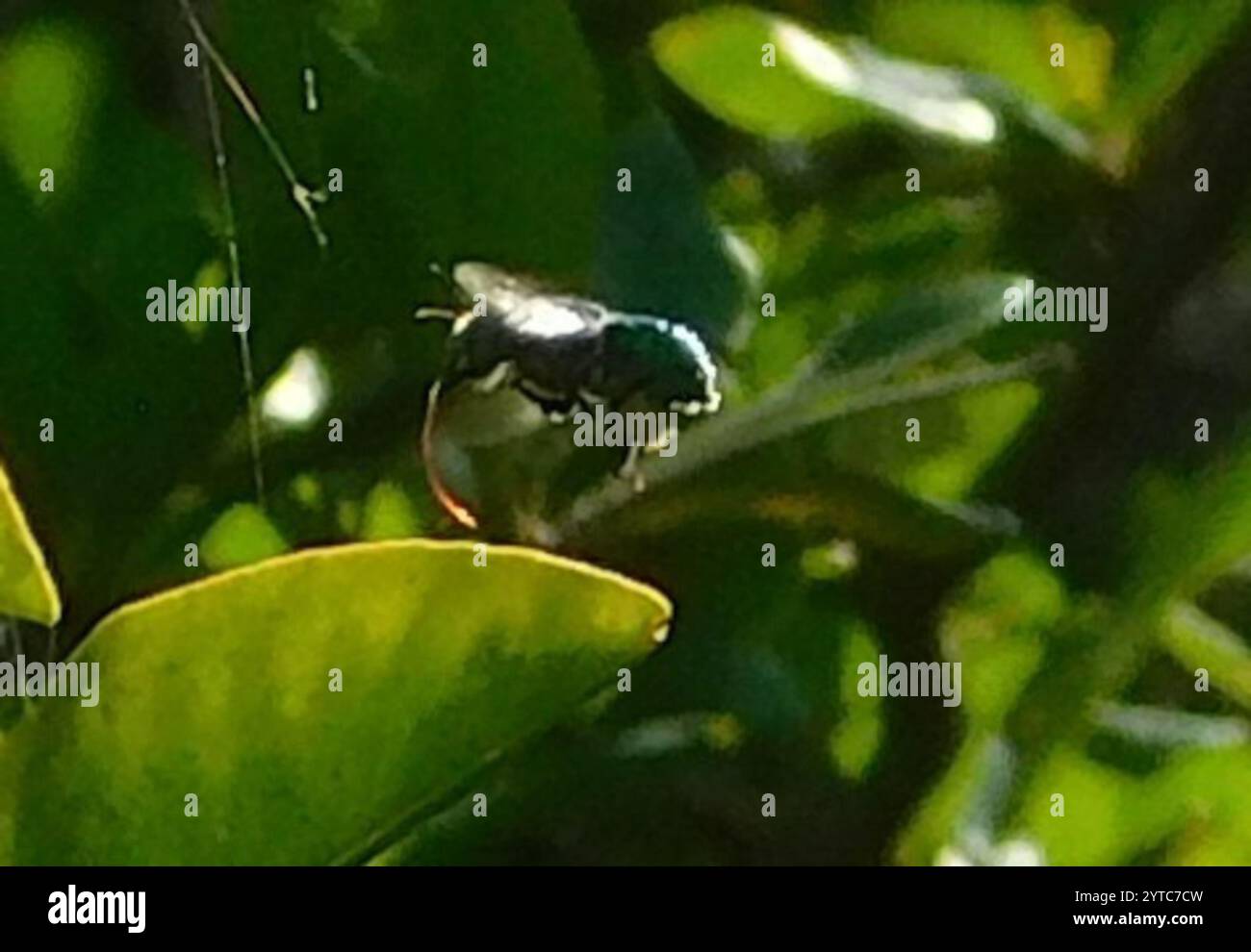 Dilemma Orchid Bee (Euglossa dilemma Stock Photo - Alamy