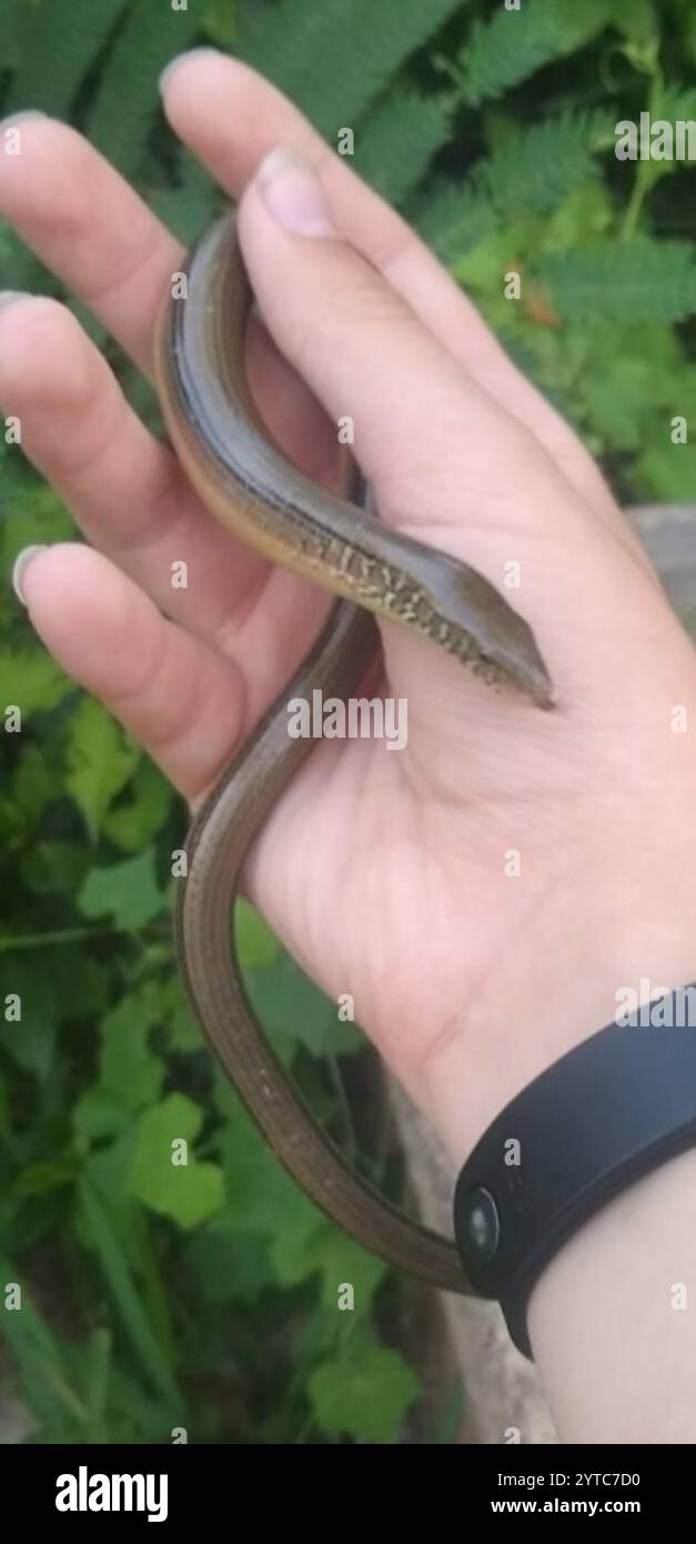 Eastern Glass Lizard (Ophisaurus ventralis Stock Photo - Alamy
