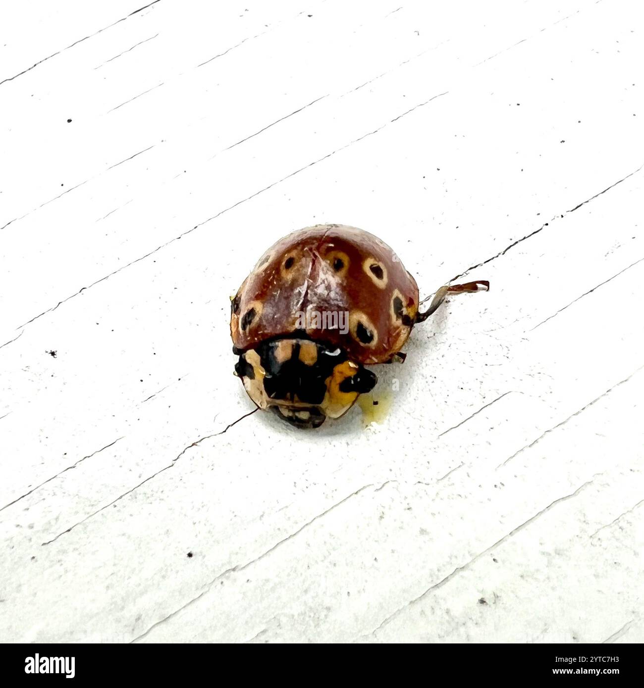 Eye spotted lady beetle hi-res stock photography and images - Alamy