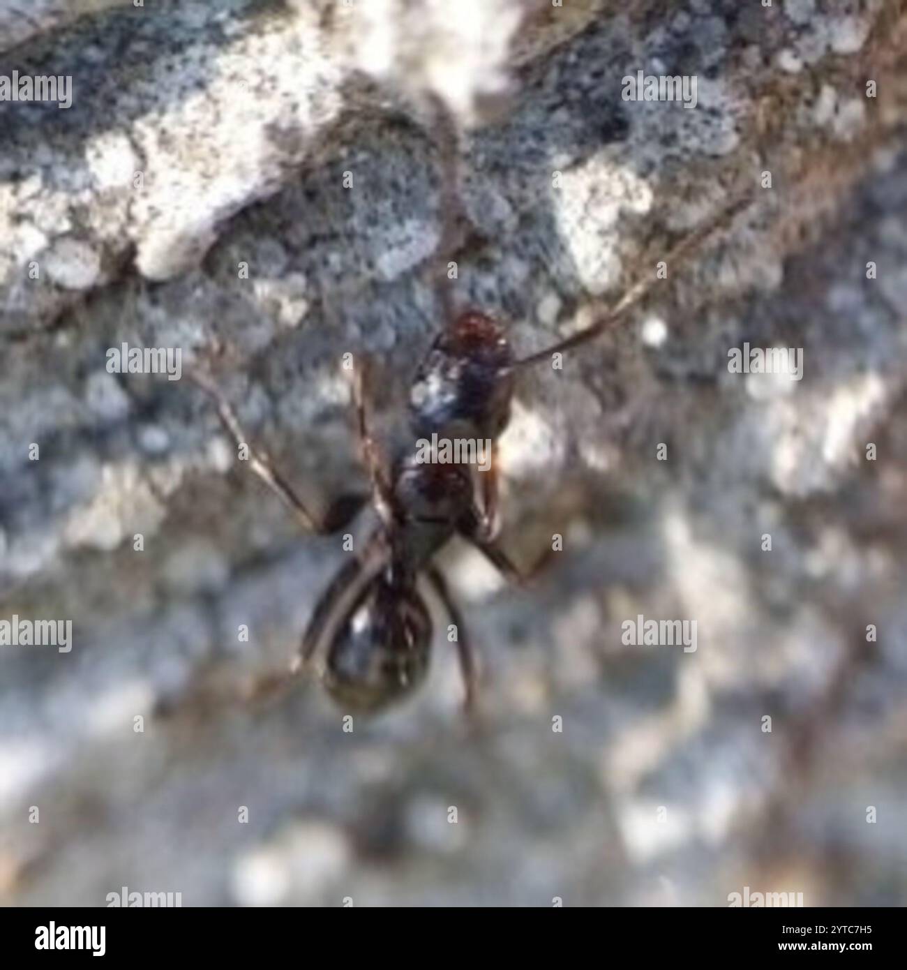 Nearctic Carpenter Ant (Camponotus nearcticus Stock Photo - Alamy