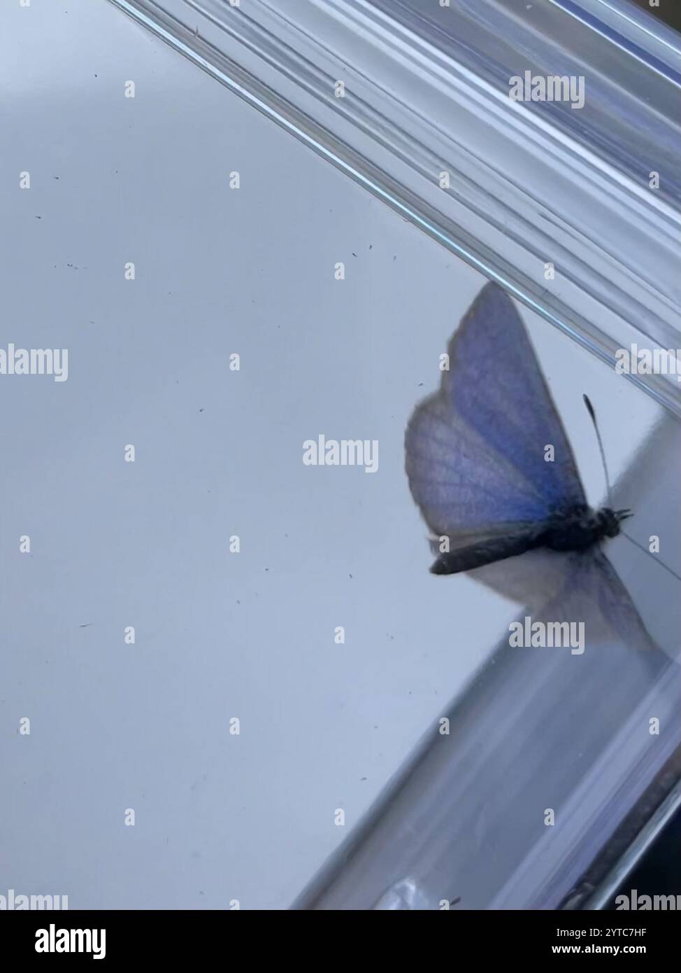 Northern Azure (Celastrina lucia Stock Photo - Alamy