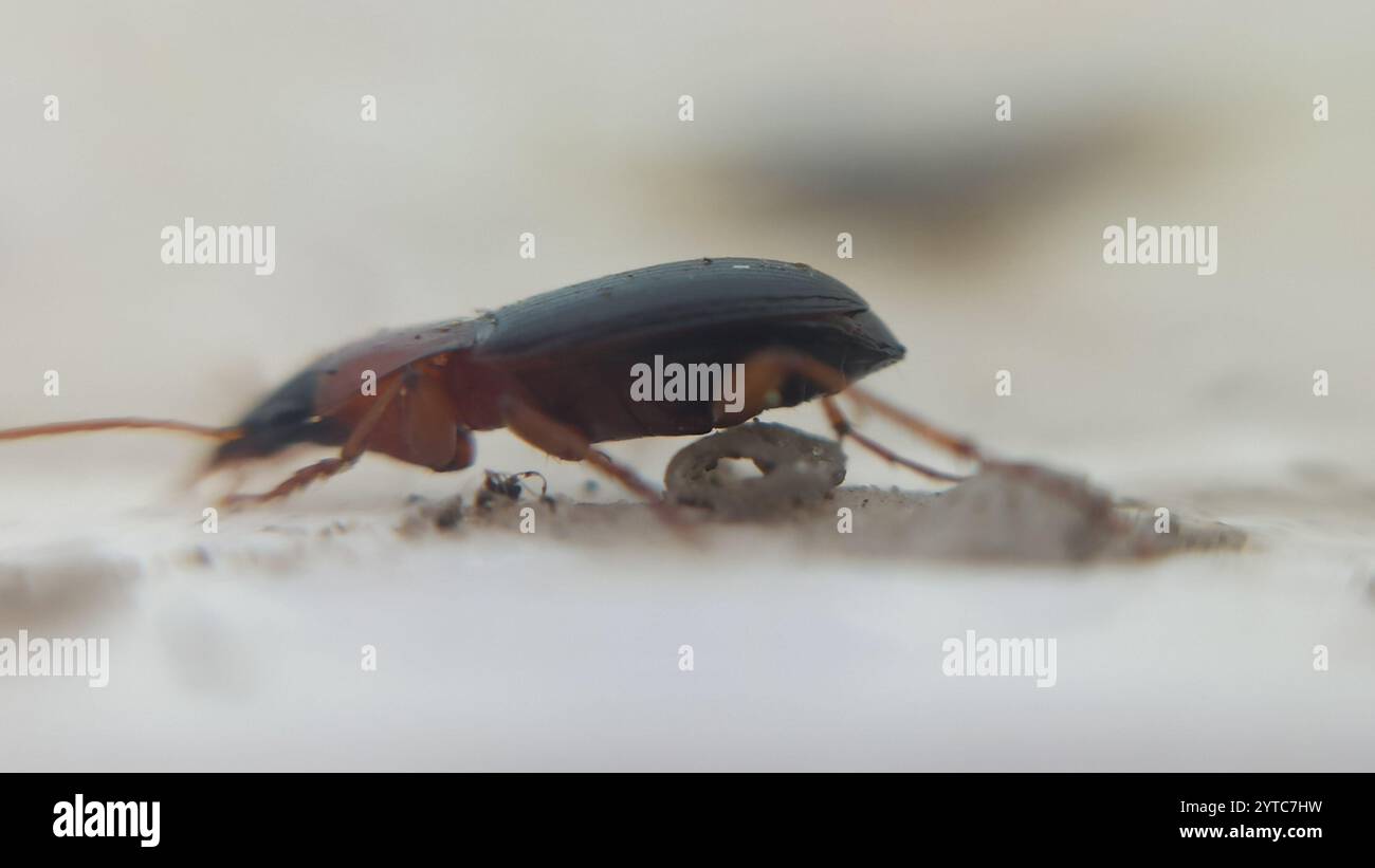 Calathus hi-res stock photography and images - Alamy