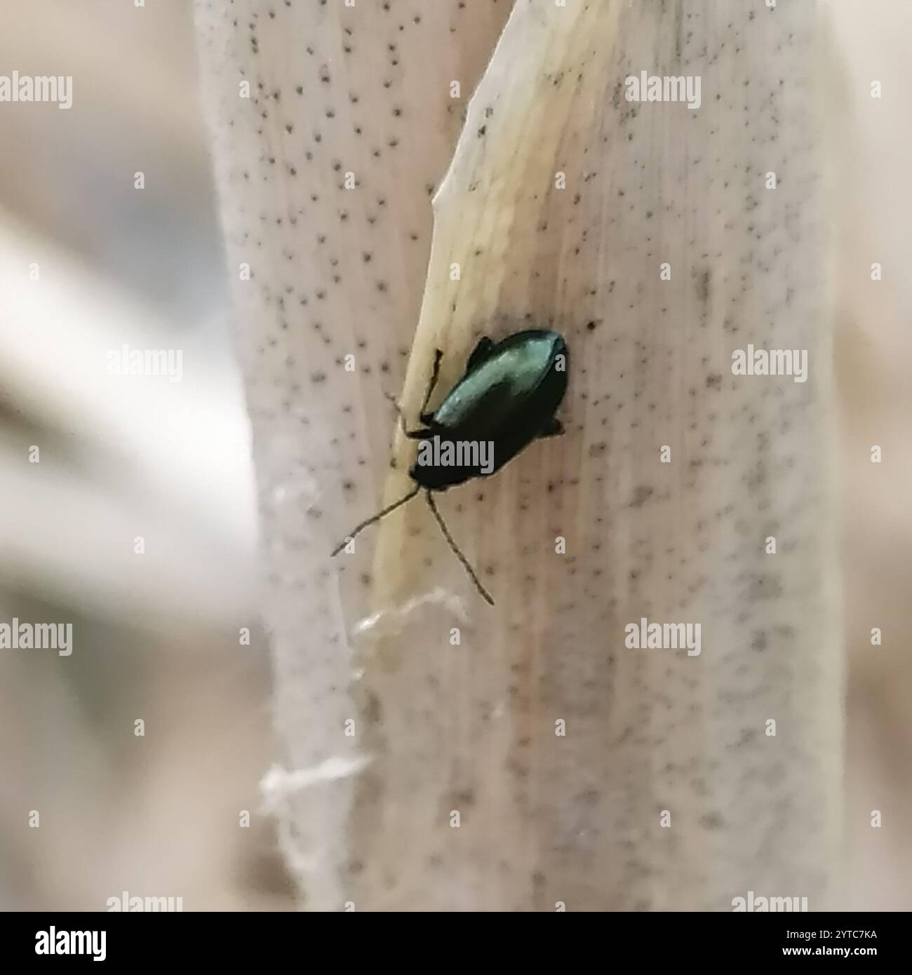 Flea Beetles (Alticini Stock Photo - Alamy