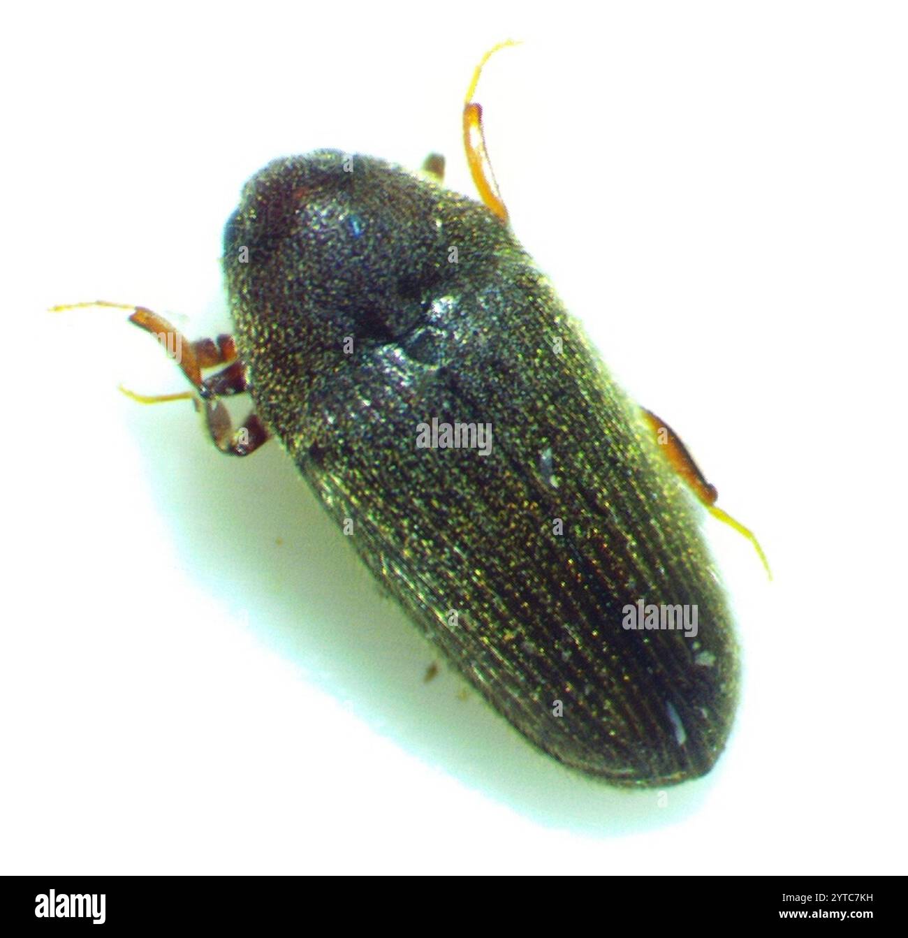 Trixagus hi-res stock photography and images - Alamy