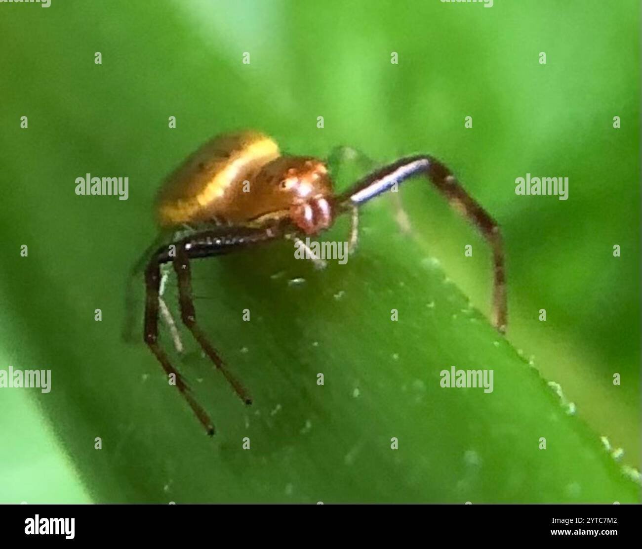 Black-banded Crab Spider (Synema parvulum Stock Photo - Alamy