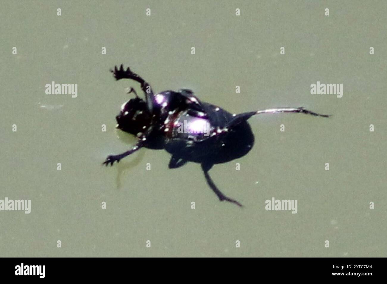 Canthon hi-res stock photography and images - Alamy