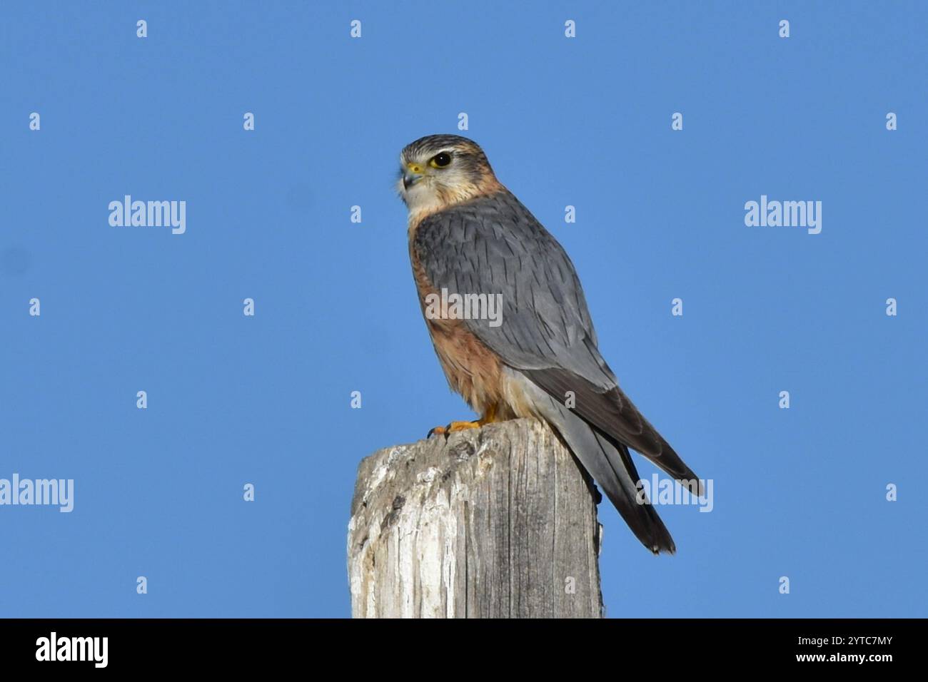 Merlin (Falco columbarius Stock Photo - Alamy