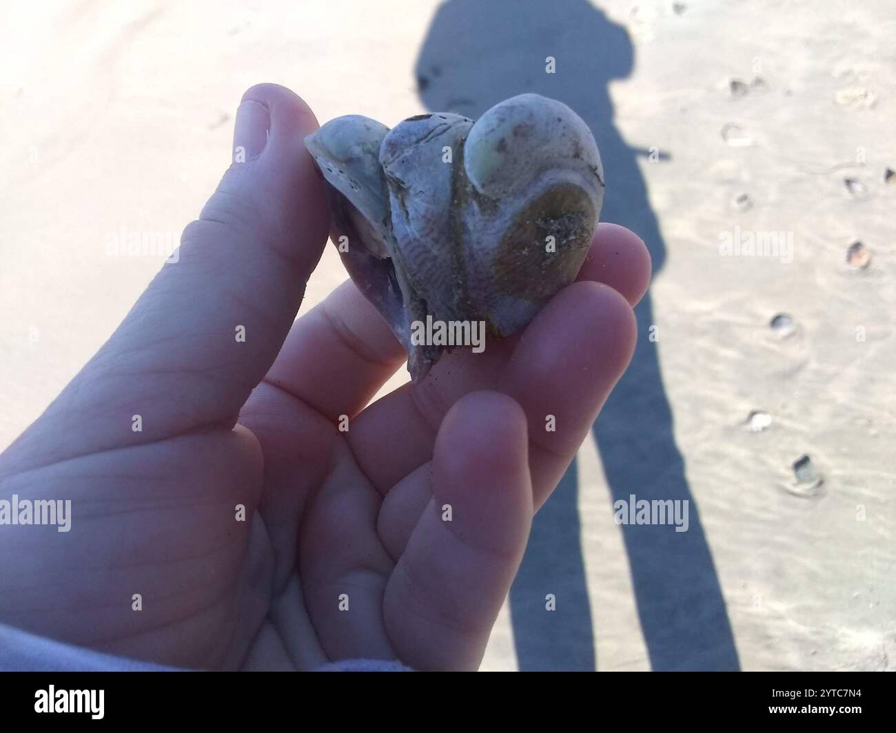 Common atlantic slippersnail hi-res stock photography and images - Alamy