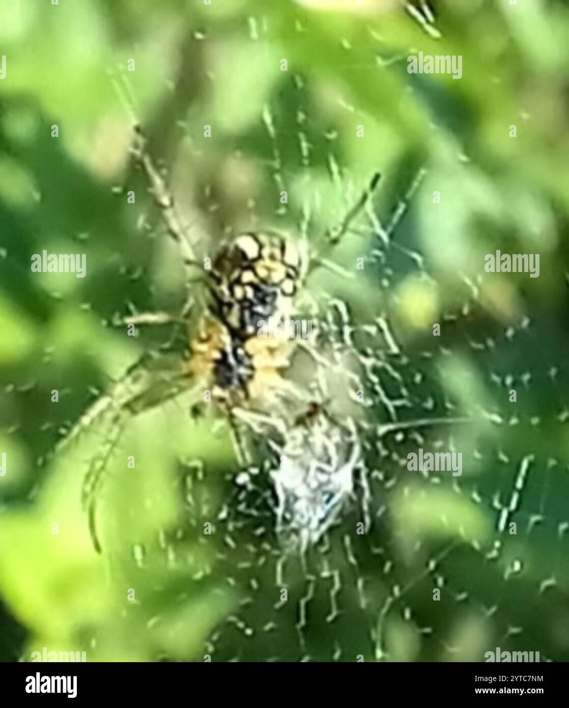 Cricket-bat Orbweaver (Mangora acalypha Stock Photo - Alamy
