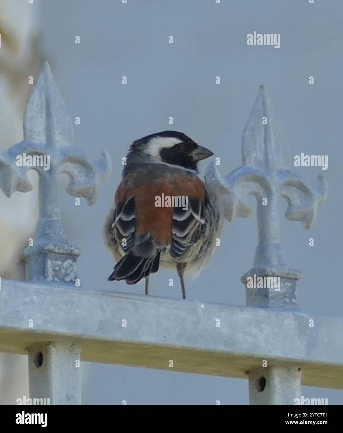 Cape Sparrow (Passer melanurus Stock Photo - Alamy