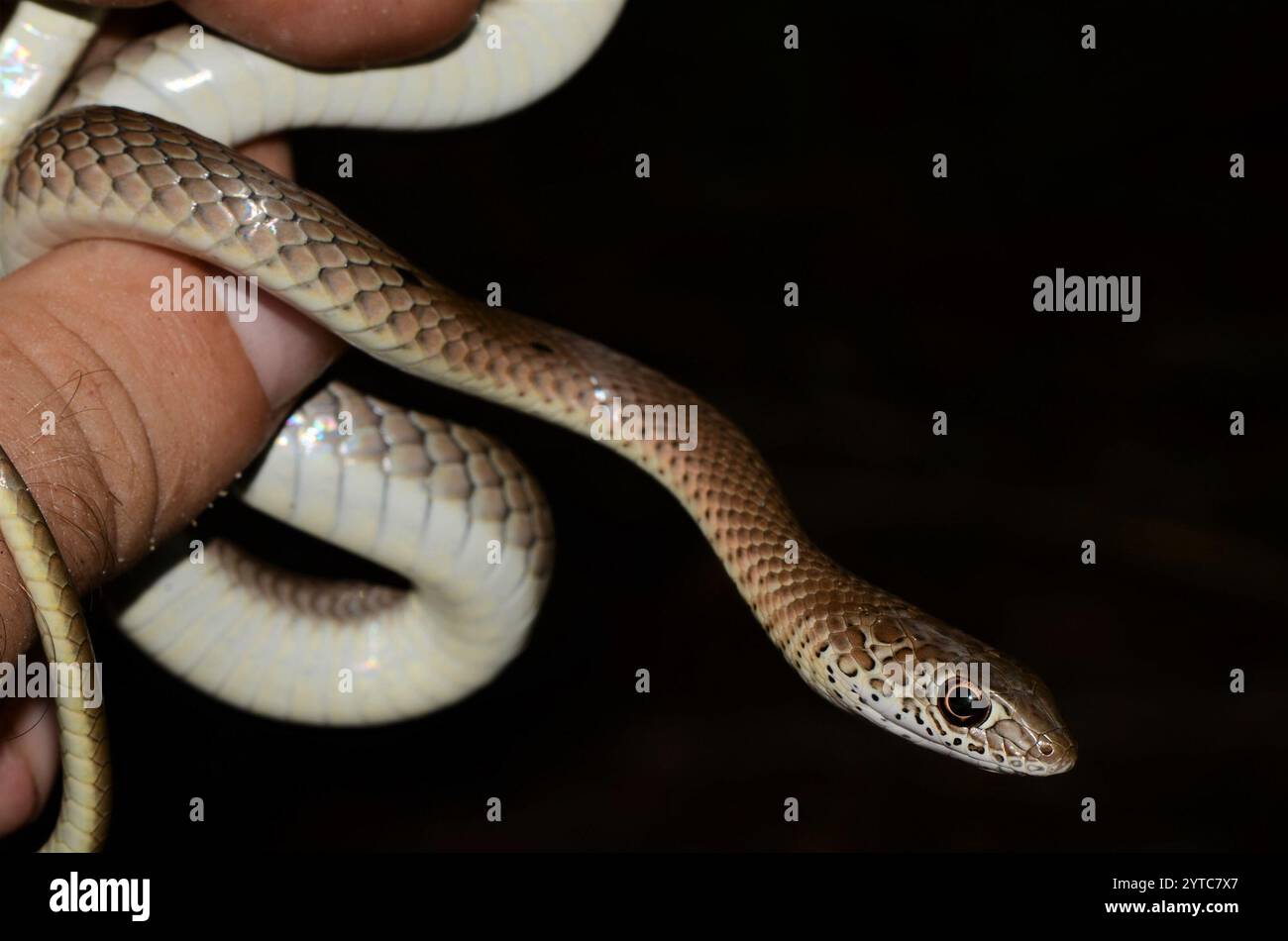 Olive Whip Snake (Psammophis mossambicus Stock Photo - Alamy