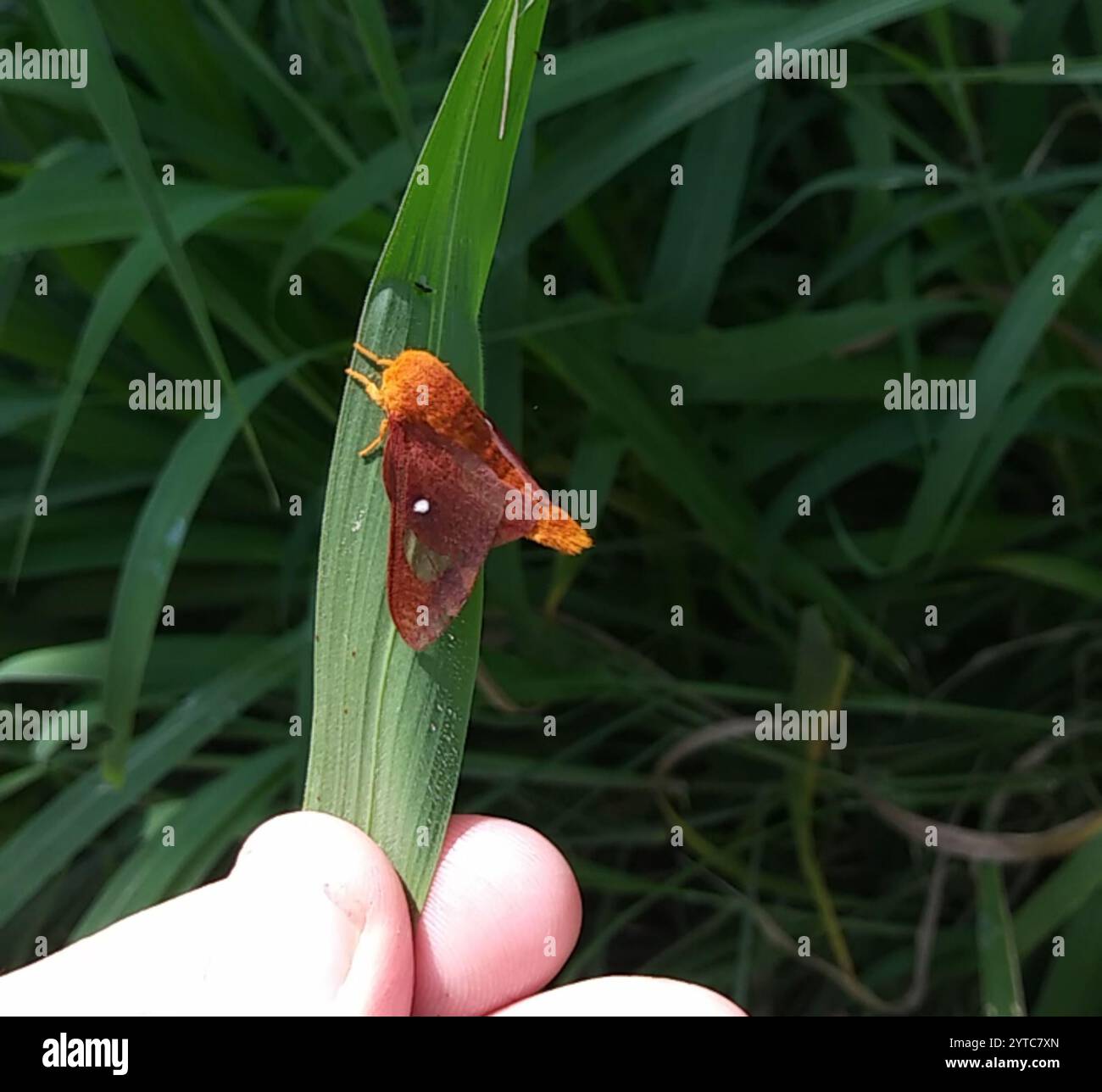 Southern Pink-striped Oakworm Moth (Anisota pellucida Stock Photo - Alamy