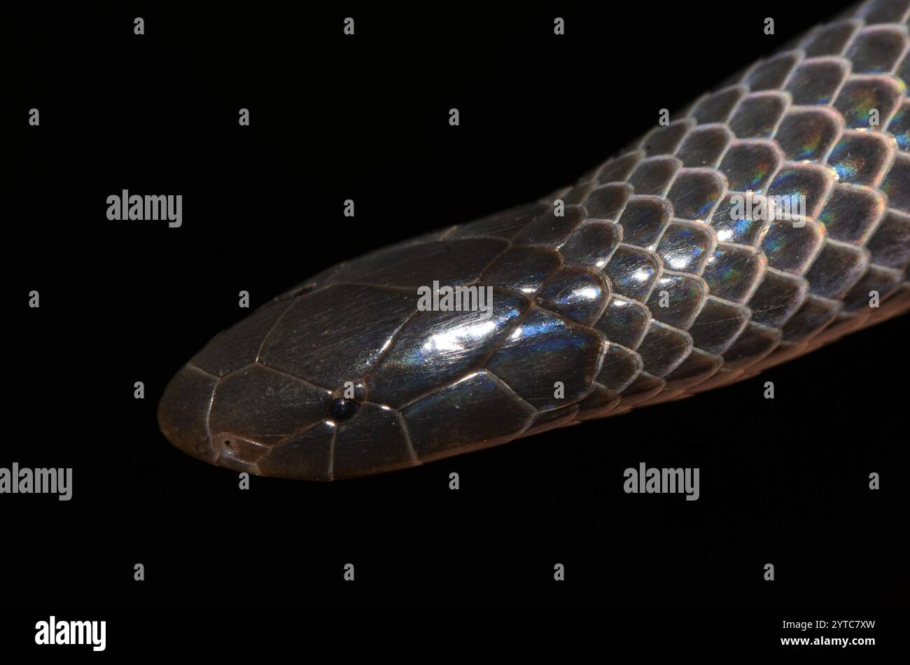 Purple glossed hi-res stock photography and images - Alamy