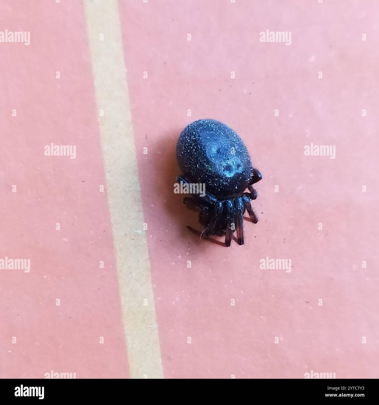 Rabbit Hutch Spider (Steatoda bipunctata Stock Photo - Alamy