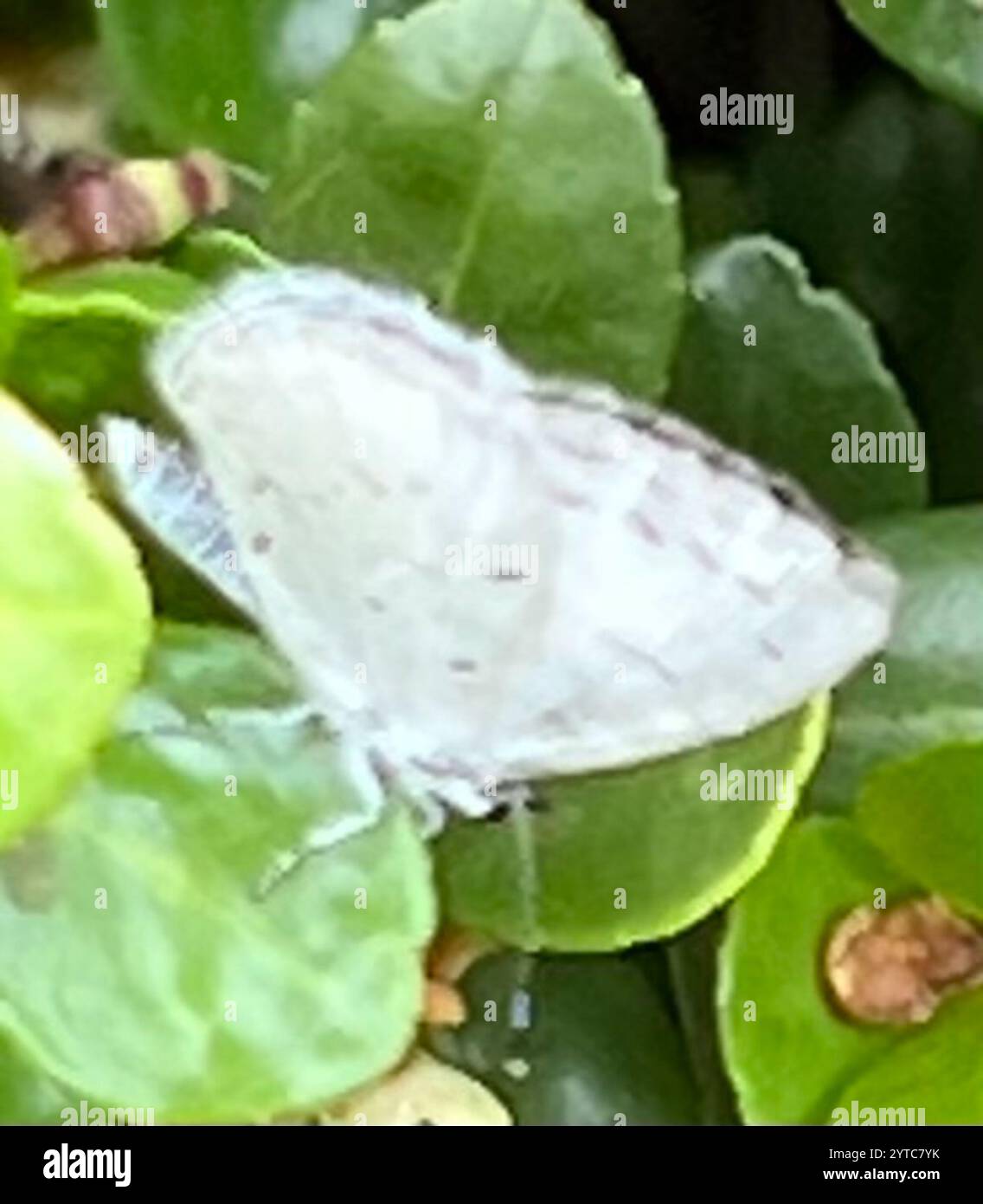 Summer Azure (Celastrina neglecta Stock Photo - Alamy