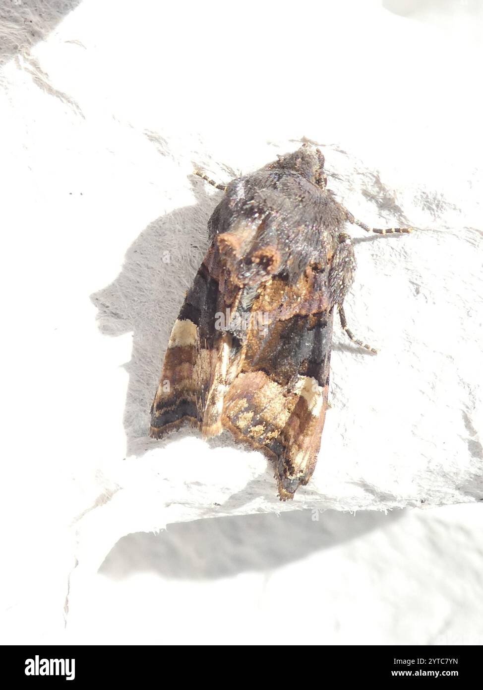 Small Angle Shades (Euplexia lucipara Stock Photo - Alamy