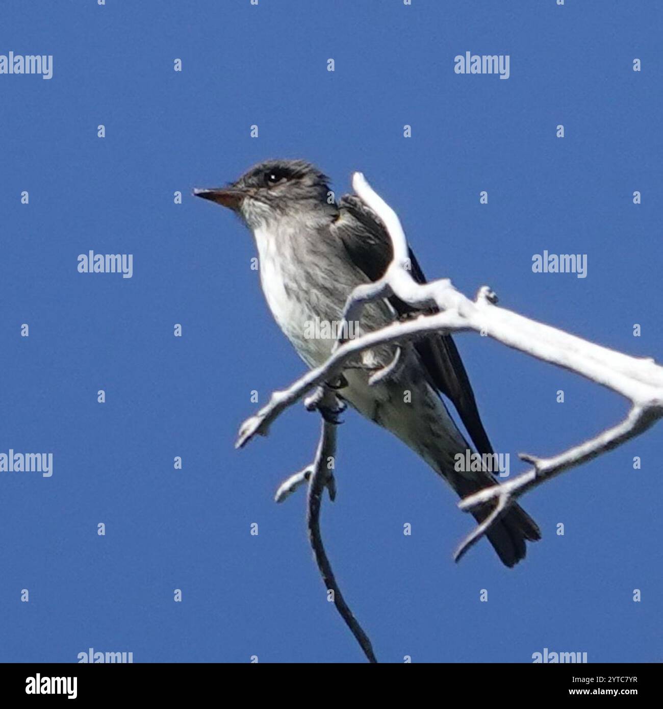 Olive-sided Flycatcher (Contopus cooperi Stock Photo - Alamy