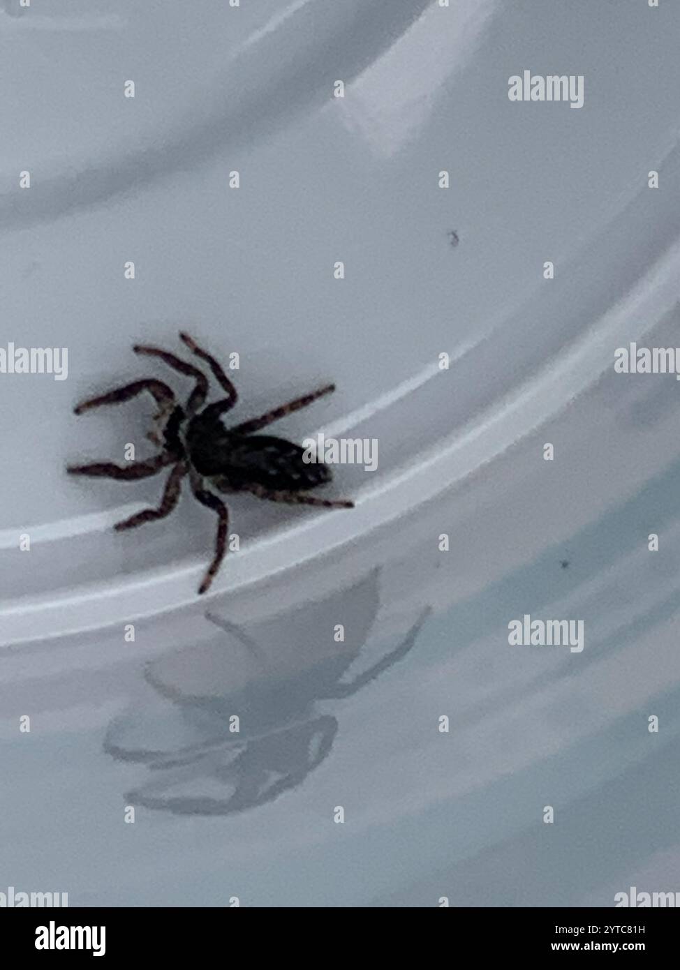 California Flattened Jumping Spider (Platycryptus californicus Stock ...