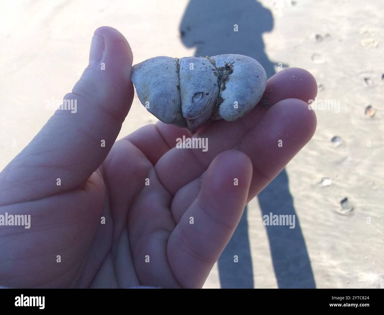 Common Atlantic Slippersnail (Crepidula fornicata Stock Photo - Alamy
