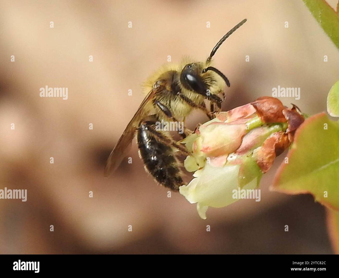 Mining Bees (Andrena Stock Photo - Alamy