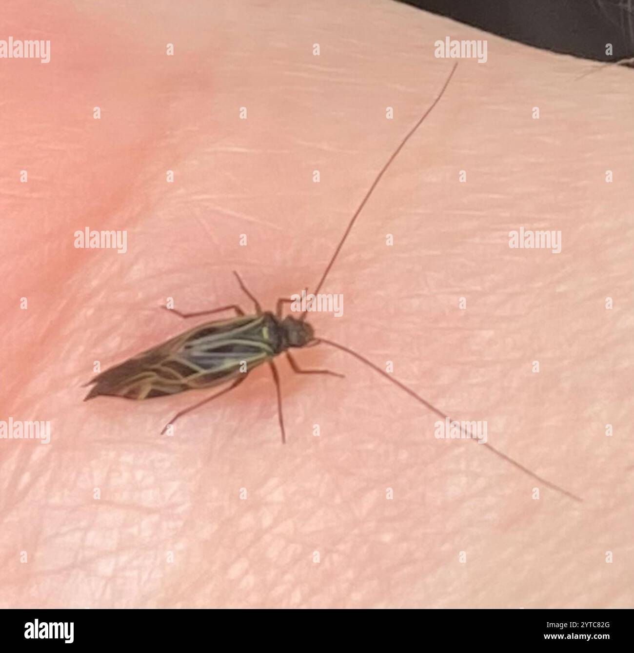 Barklice, Booklice, and Parasitic Lice (Psocodea Stock Photo - Alamy