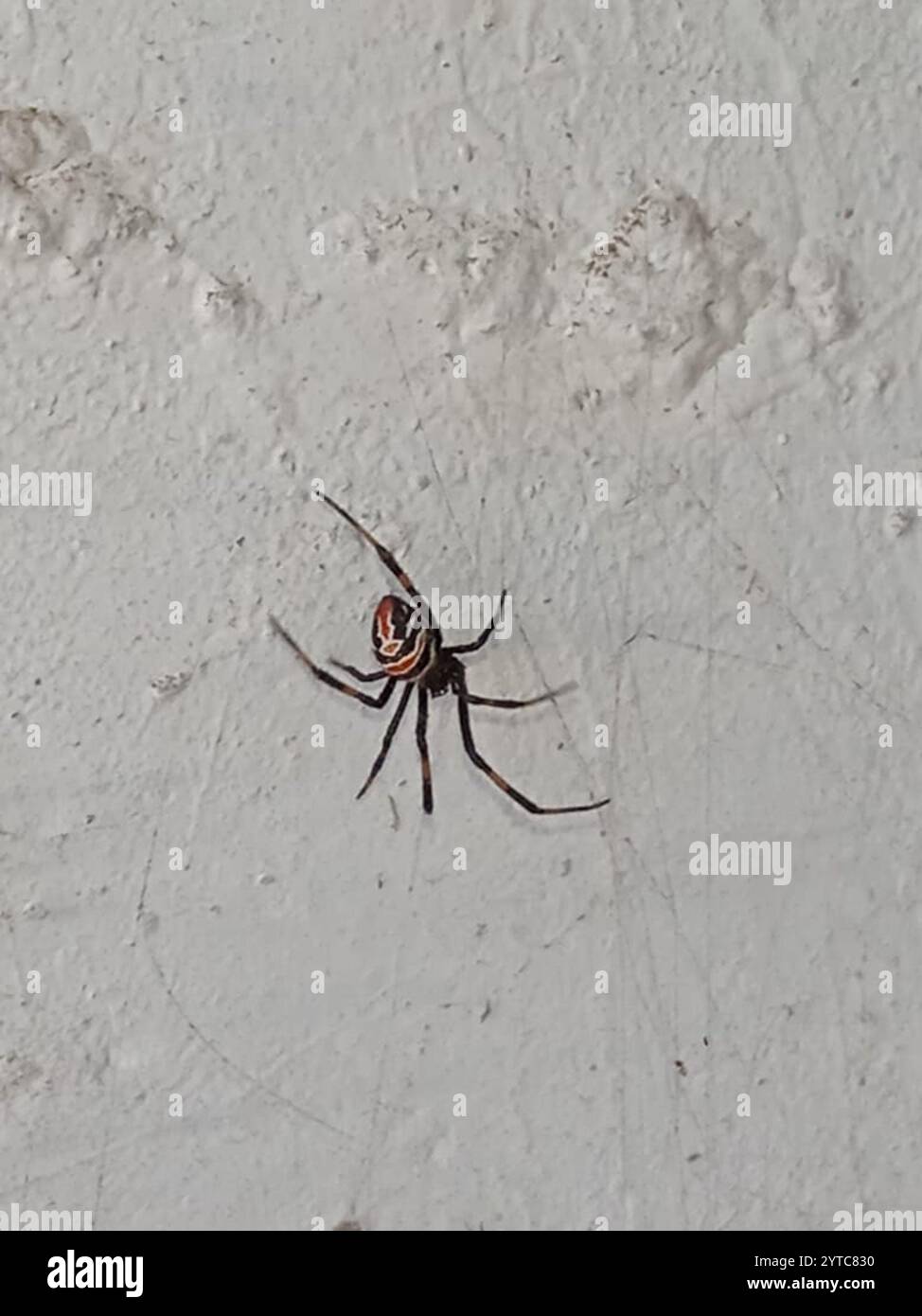 Widow Spiders (Latrodectus Stock Photo - Alamy
