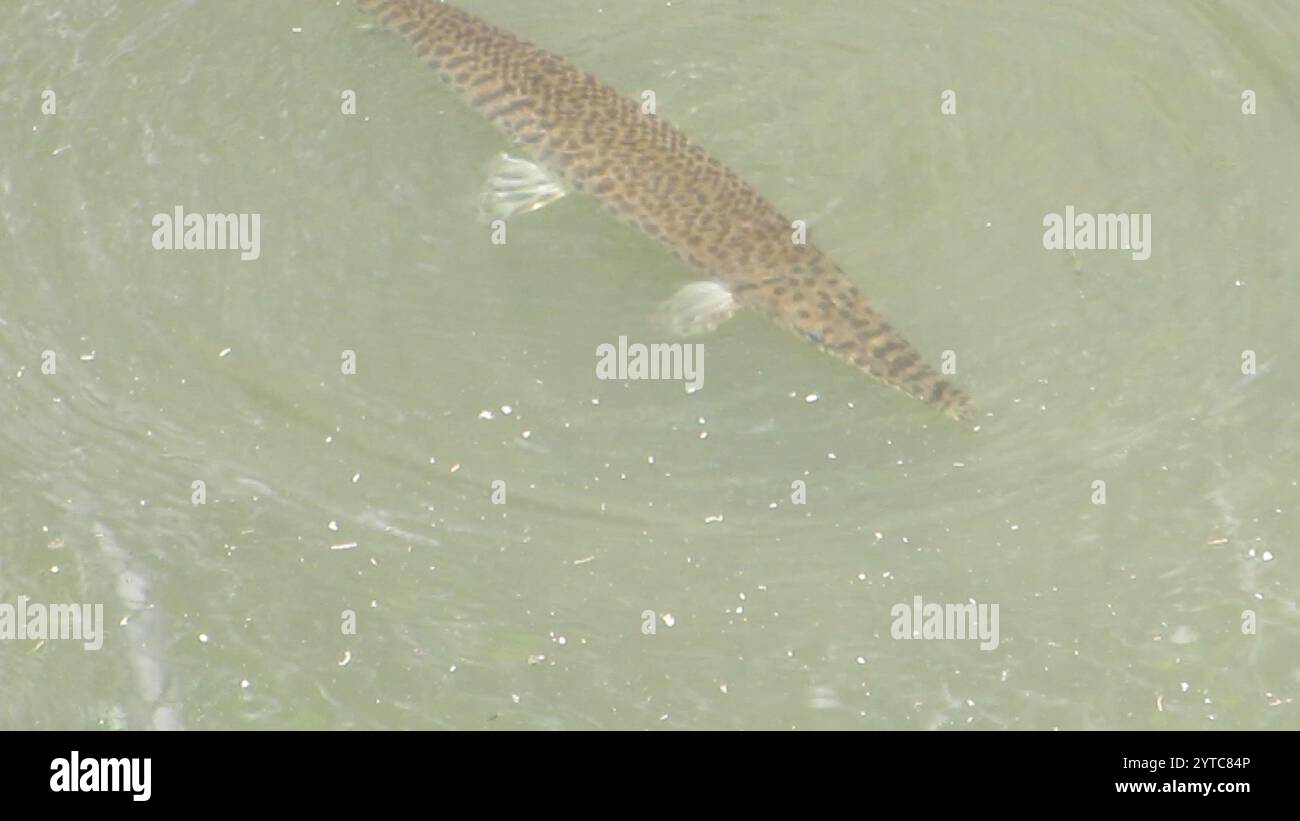 Florida Gar (Lepisosteus platyrhincus Stock Photo - Alamy
