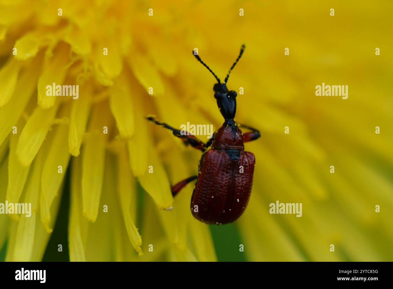 Hazel leaf-roller weevil (Apoderus coryli Stock Photo - Alamy