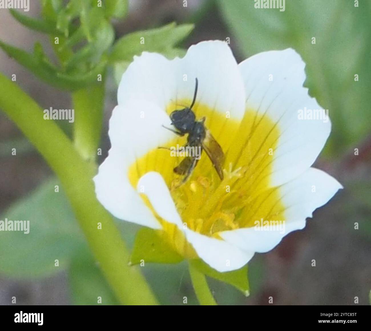 Panurginus hi-res stock photography and images - Alamy