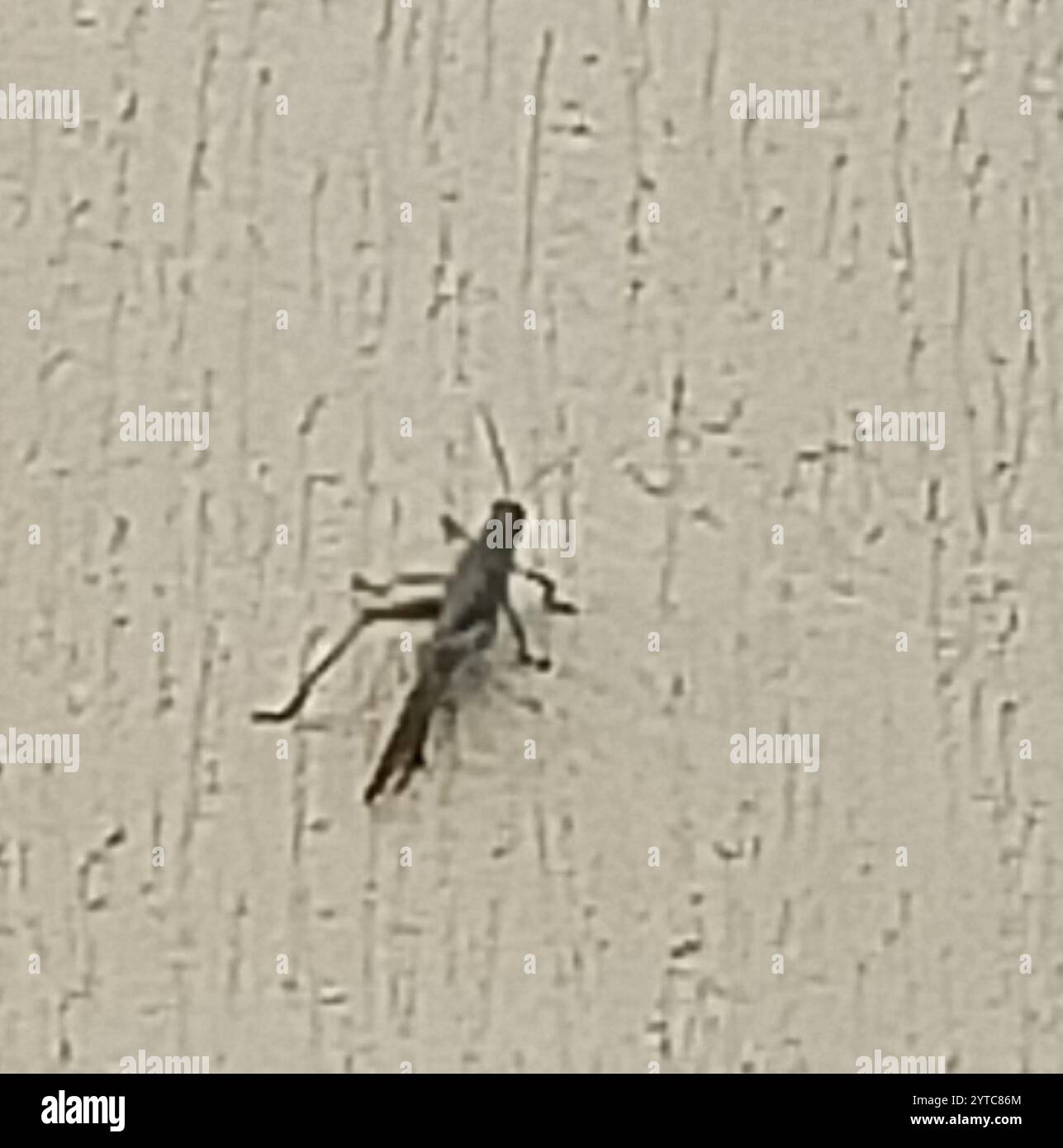 Giant Grasshopper (Valanga irregularis Stock Photo - Alamy