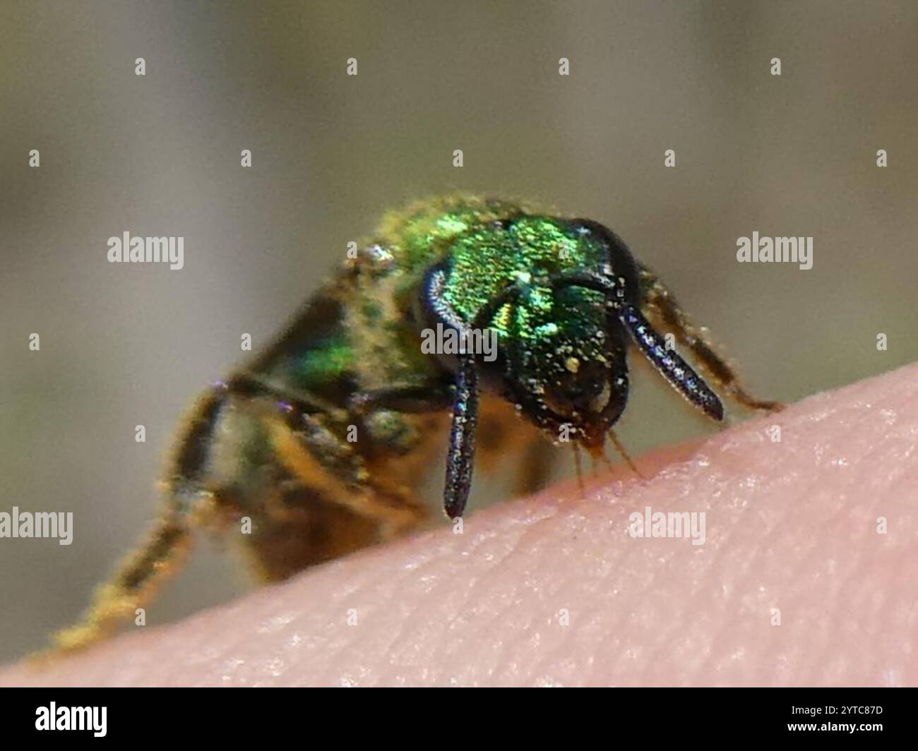 Augochlora pura hi-res stock photography and images - Alamy