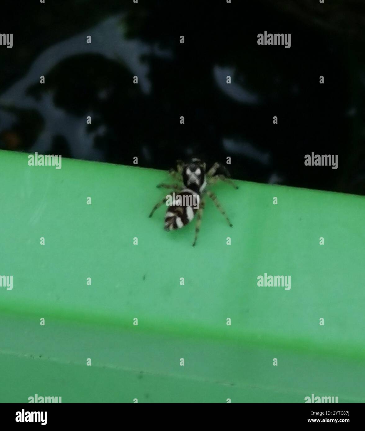 Zebra Jumping Spider (Salticus scenicus Stock Photo - Alamy