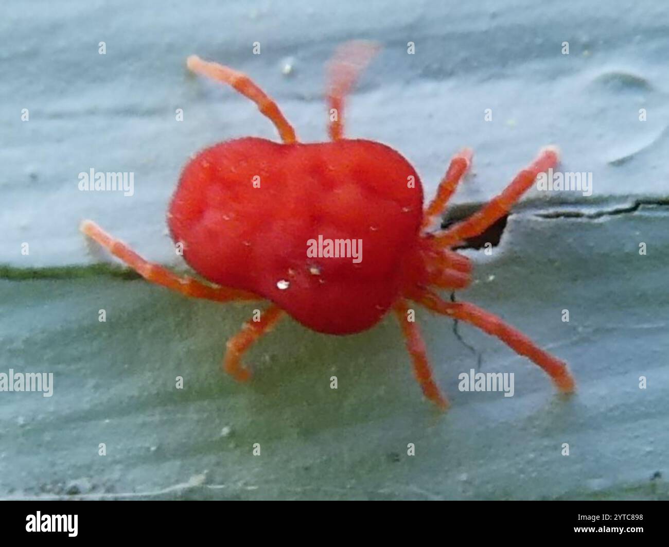 Trombidiform hi-res stock photography and images - Alamy