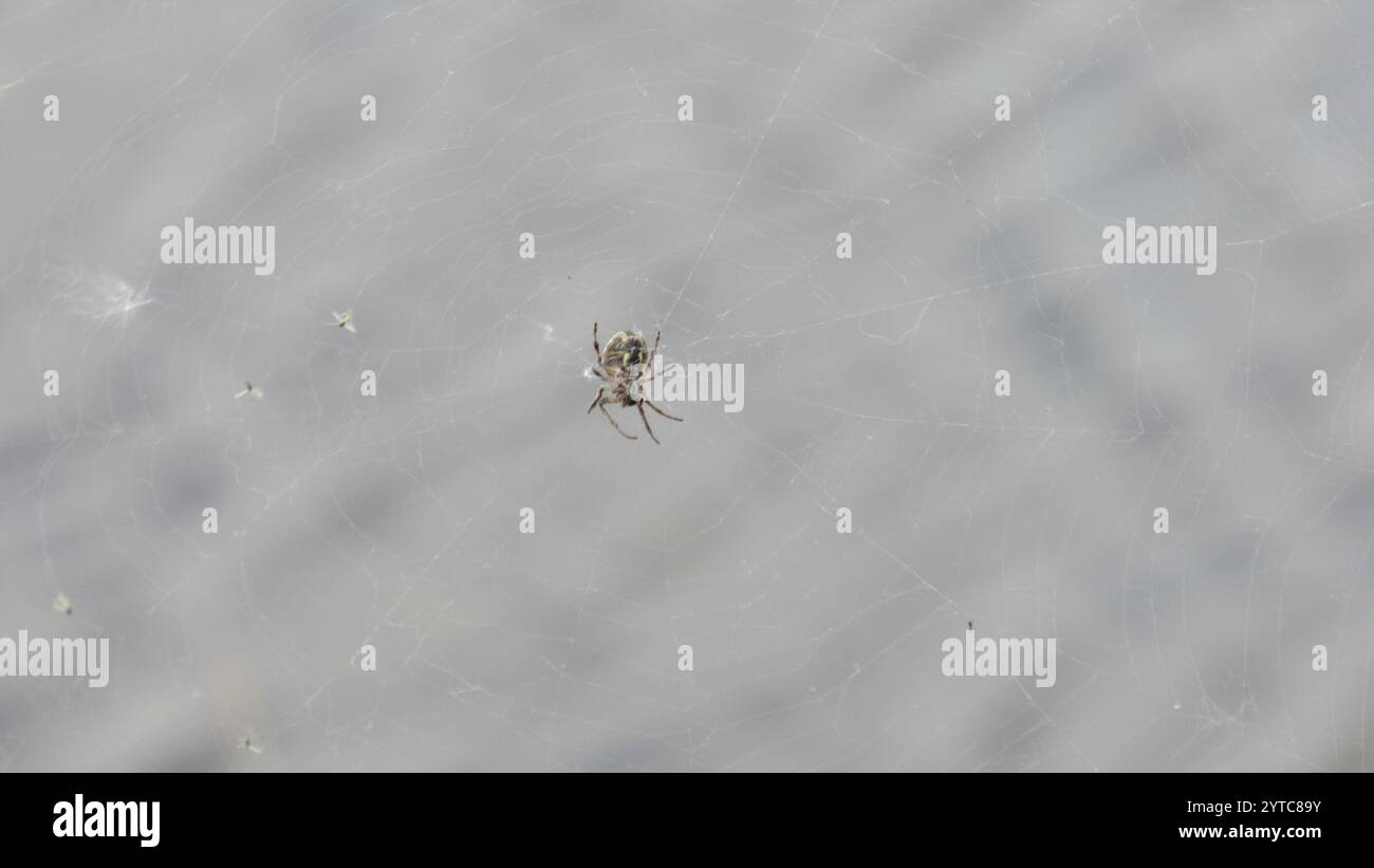 Furrow Spiders (Larinioides Stock Photo - Alamy